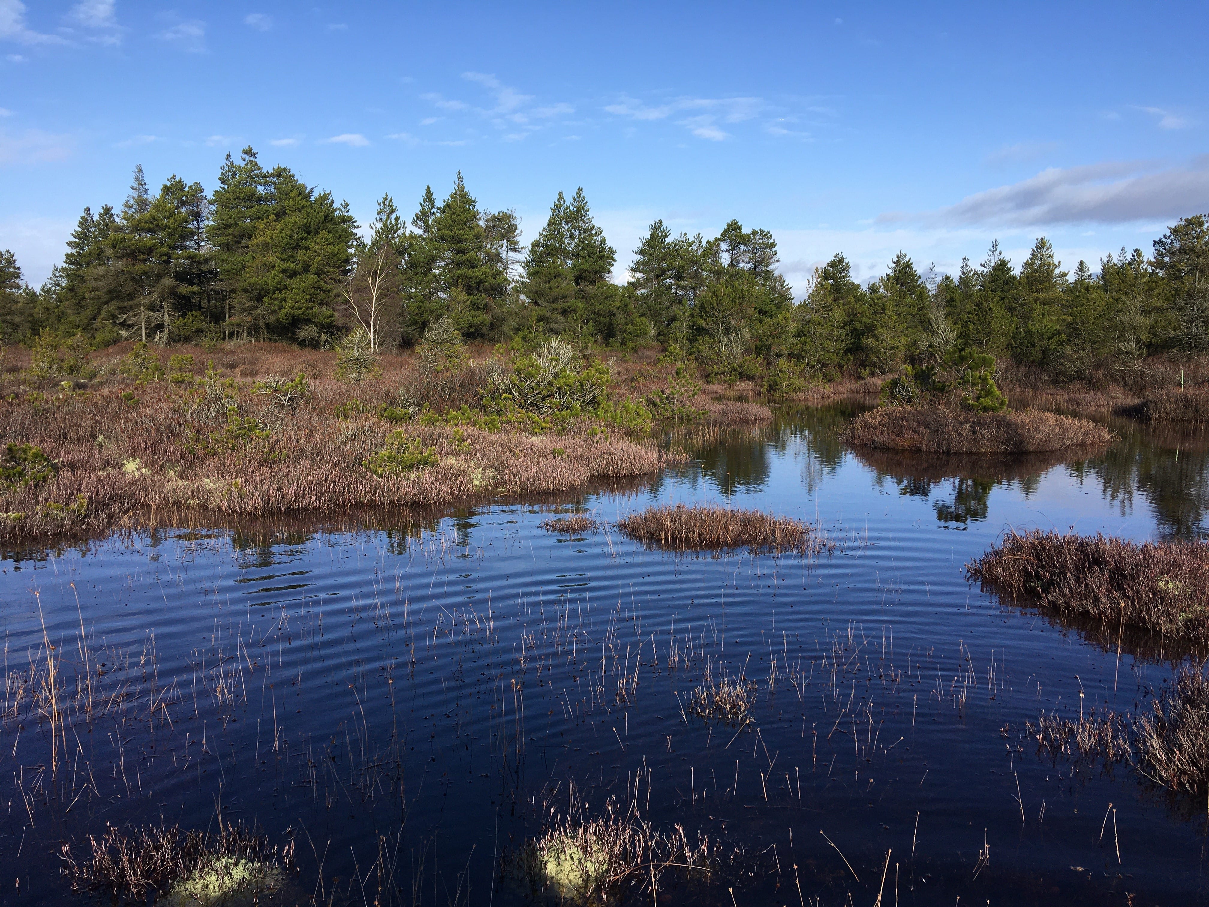 A Unique Ecosystem | Burns Bog | City of Delta
